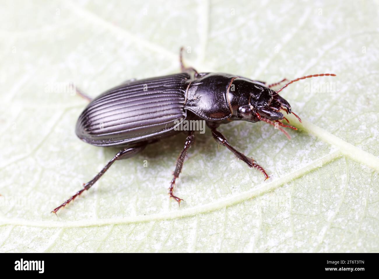 Coleoptera Carabidae Insects in Nature Stock Photo - Alamy