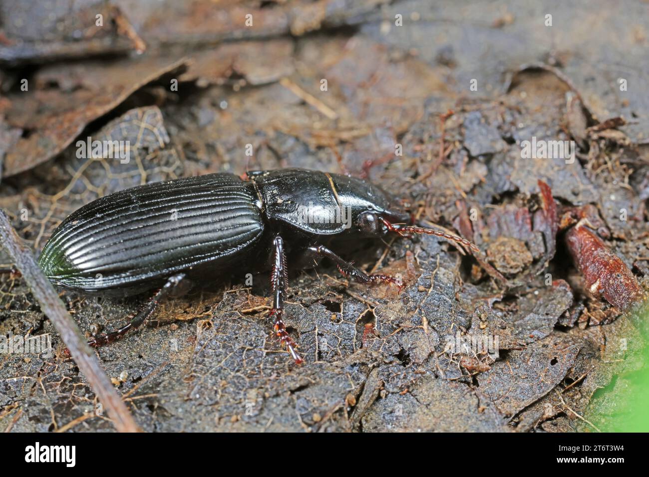 Coleoptera Carabidae Insects in Nature Stock Photo - Alamy