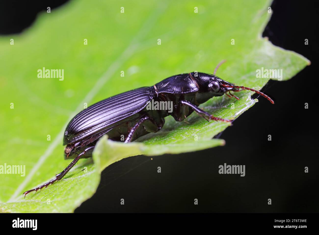 Coleoptera Carabidae Insects in Nature Stock Photo - Alamy