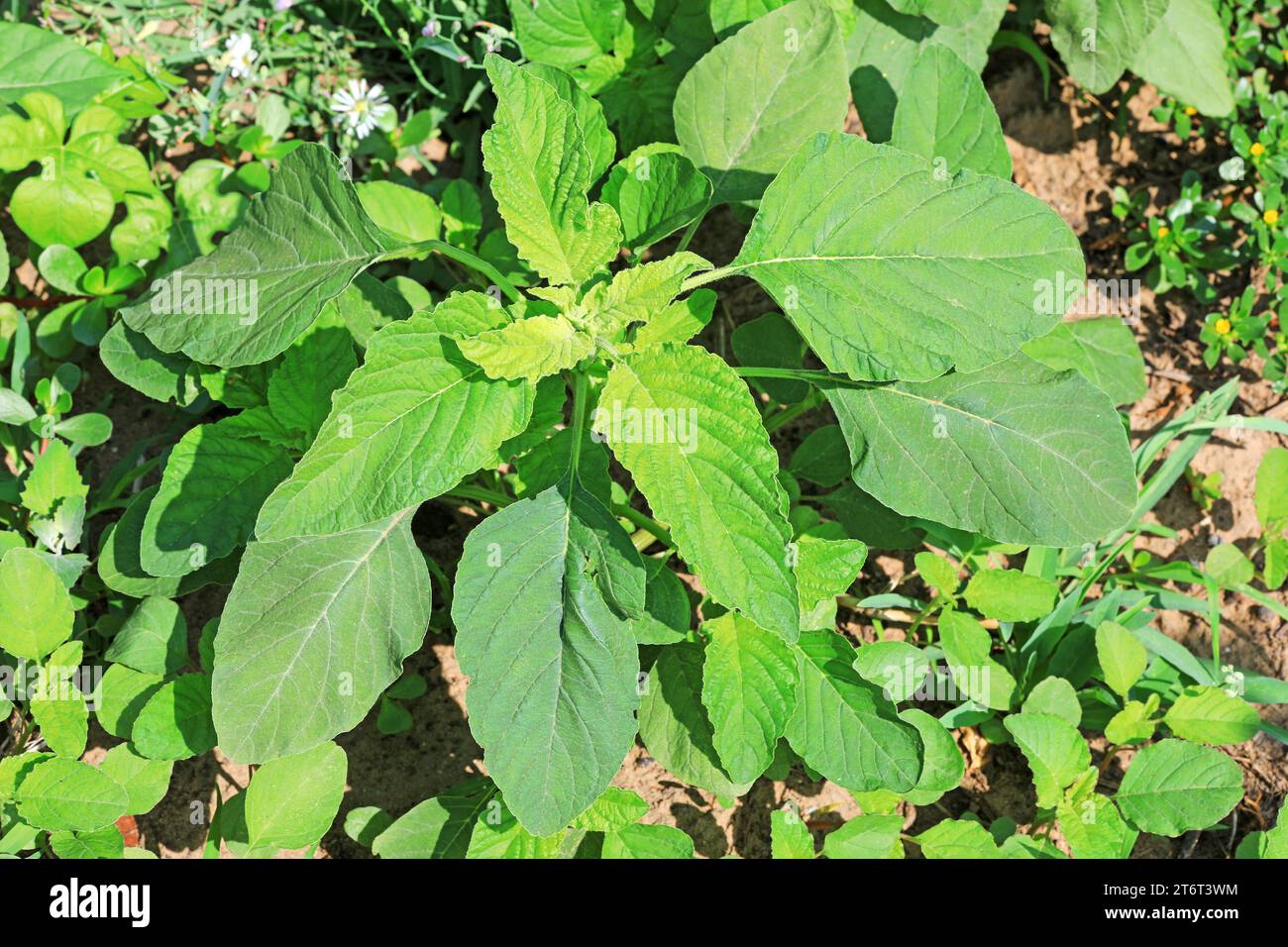 A wild vegetable of medicinal value, China Stock Photo - Alamy