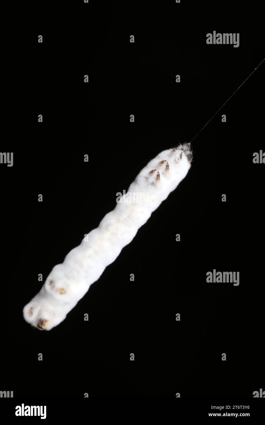 white silkworm in the wild Stock Photo - Alamy