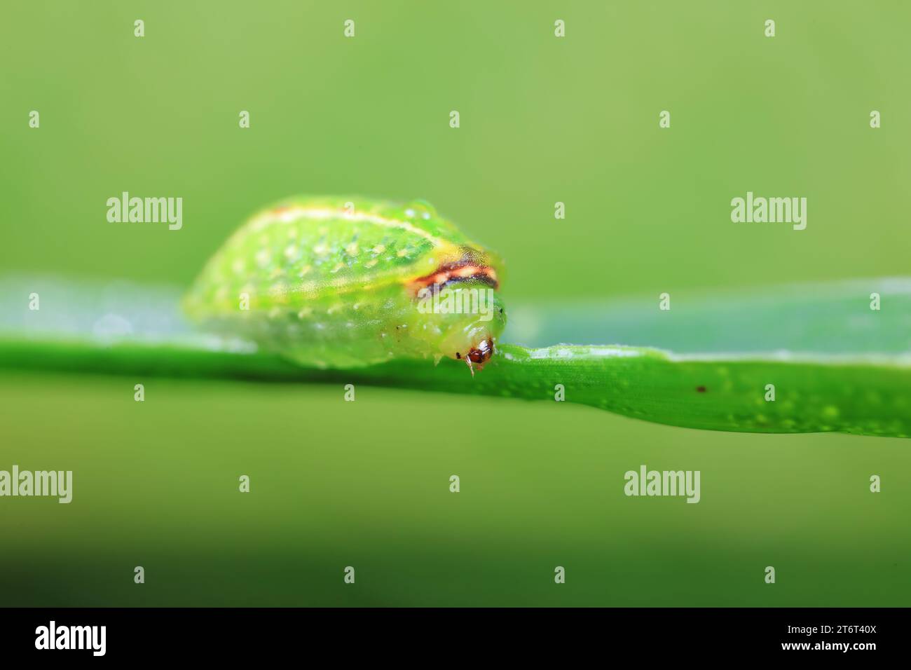 moth larvae on plants in nature Stock Photo - Alamy