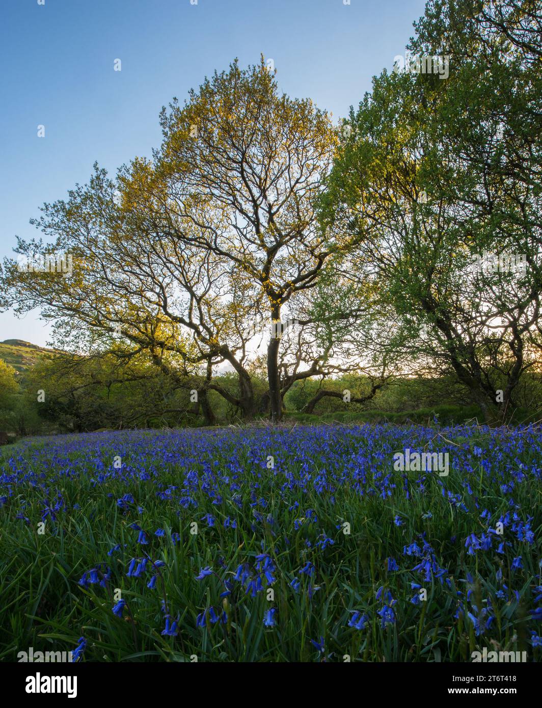 Bluebell flowers [Hyacinthoides non-scripta ] in an open field on ...