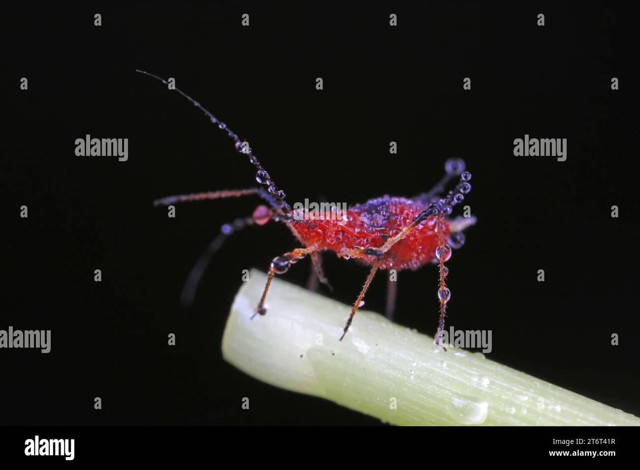Red Aphids in Nature Stock Photo - Alamy