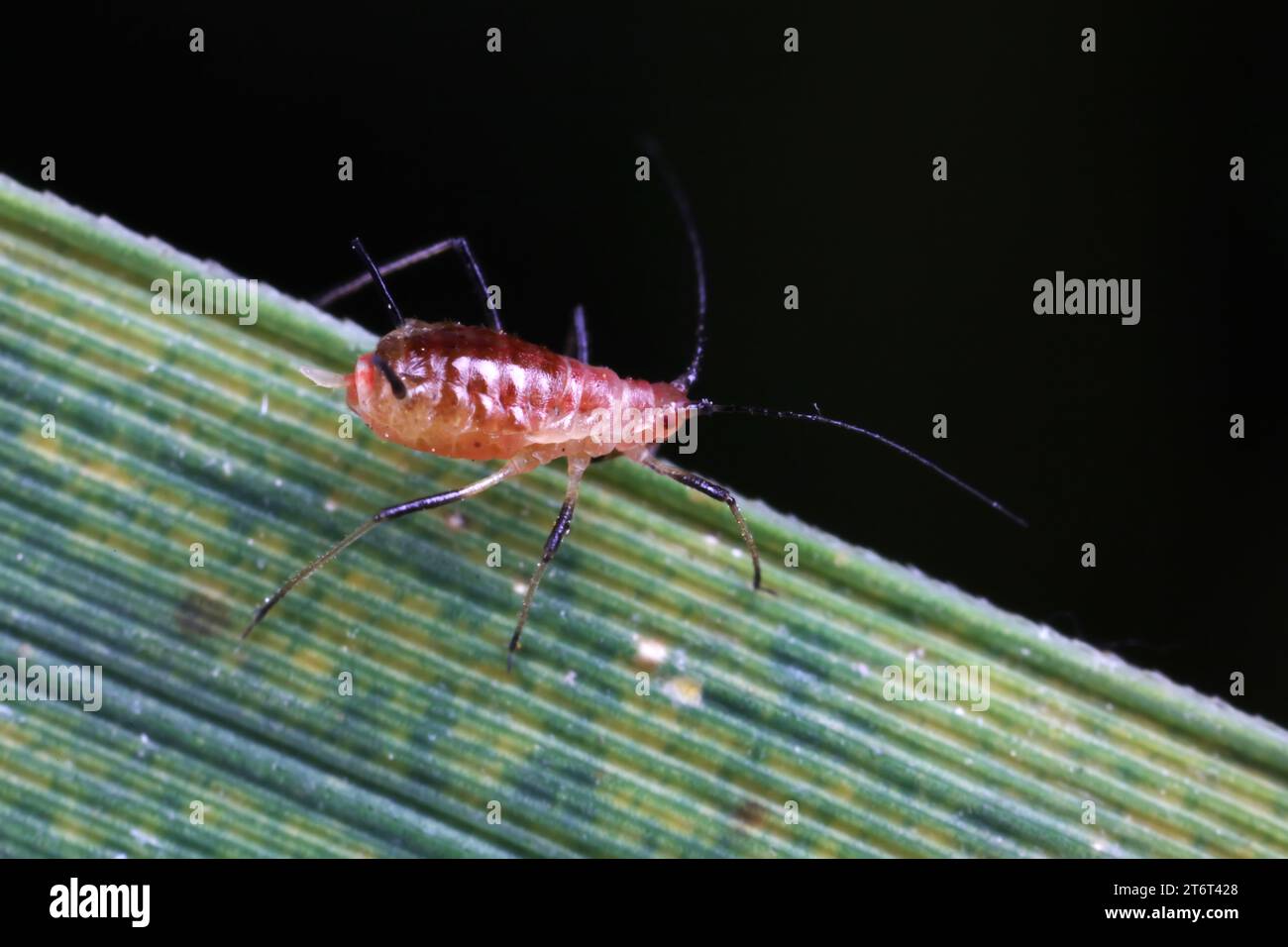 Red Aphids in Nature Stock Photo - Alamy