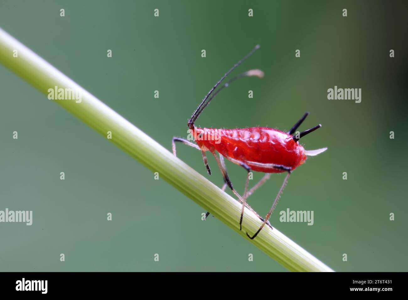 Red Aphids in Nature Stock Photo - Alamy