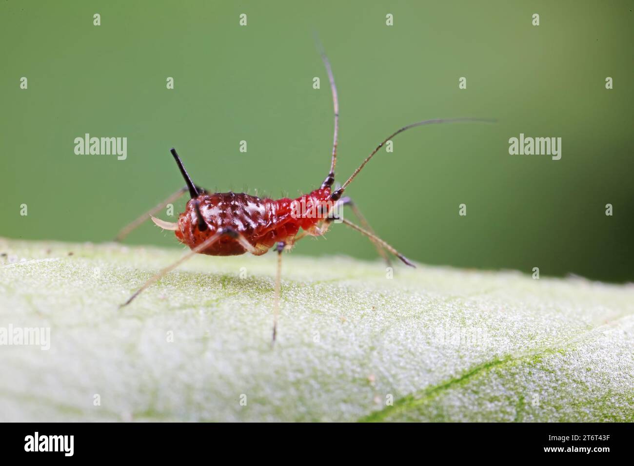 Red Aphids in Nature Stock Photo - Alamy