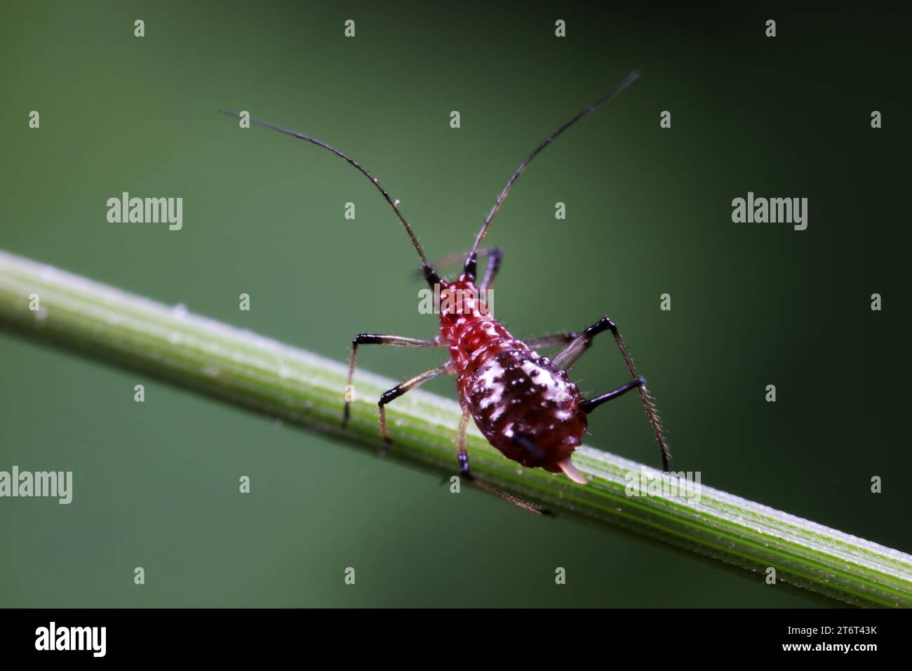 Red Aphids in Nature Stock Photo - Alamy