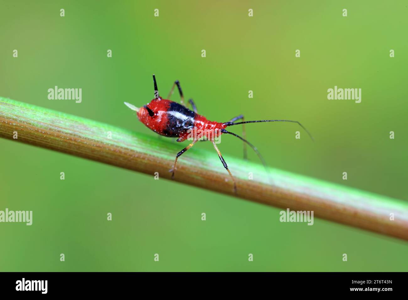 Red Aphids in Nature Stock Photo - Alamy