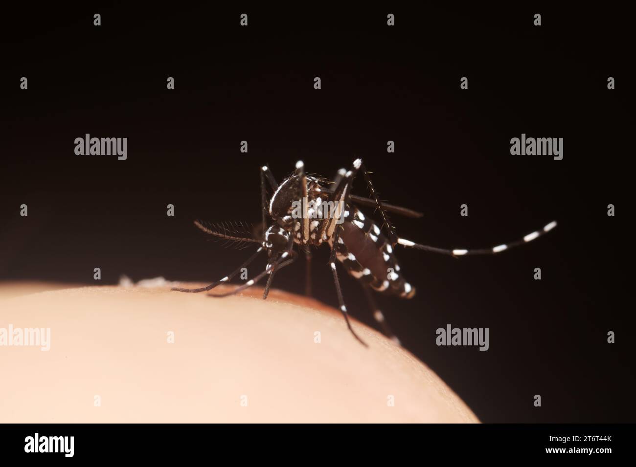 Aedes albopictus sucking blood Stock Photo - Alamy