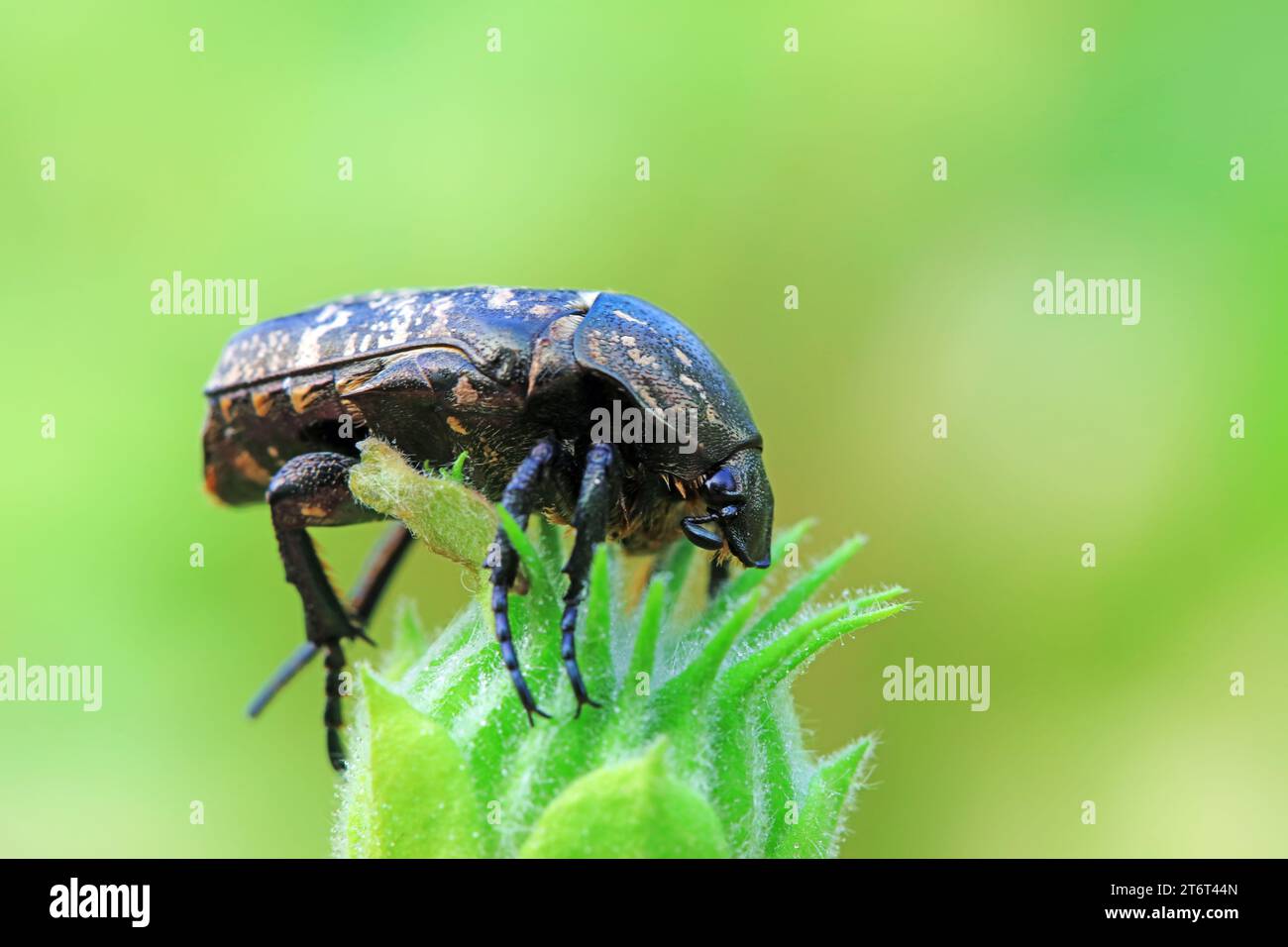 Flower turtles on green leaves Stock Photo - Alamy