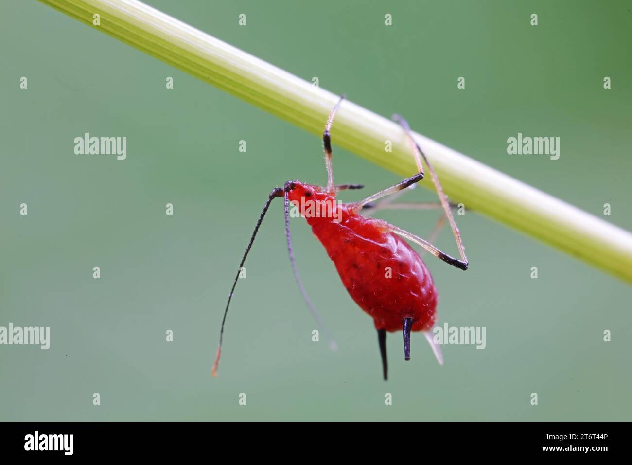 Red Aphids in Nature Stock Photo - Alamy
