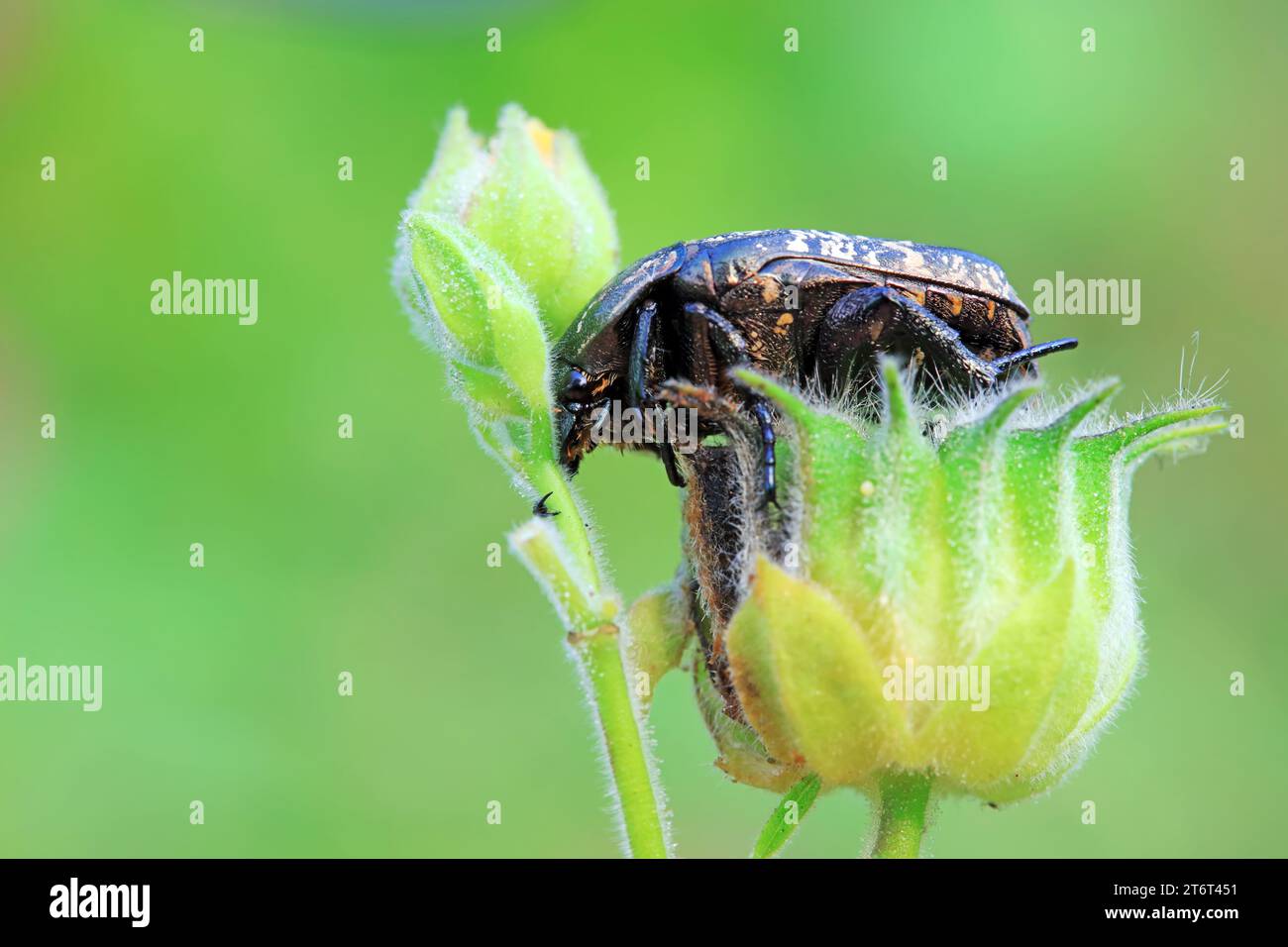 Flower turtles on green leaves Stock Photo - Alamy