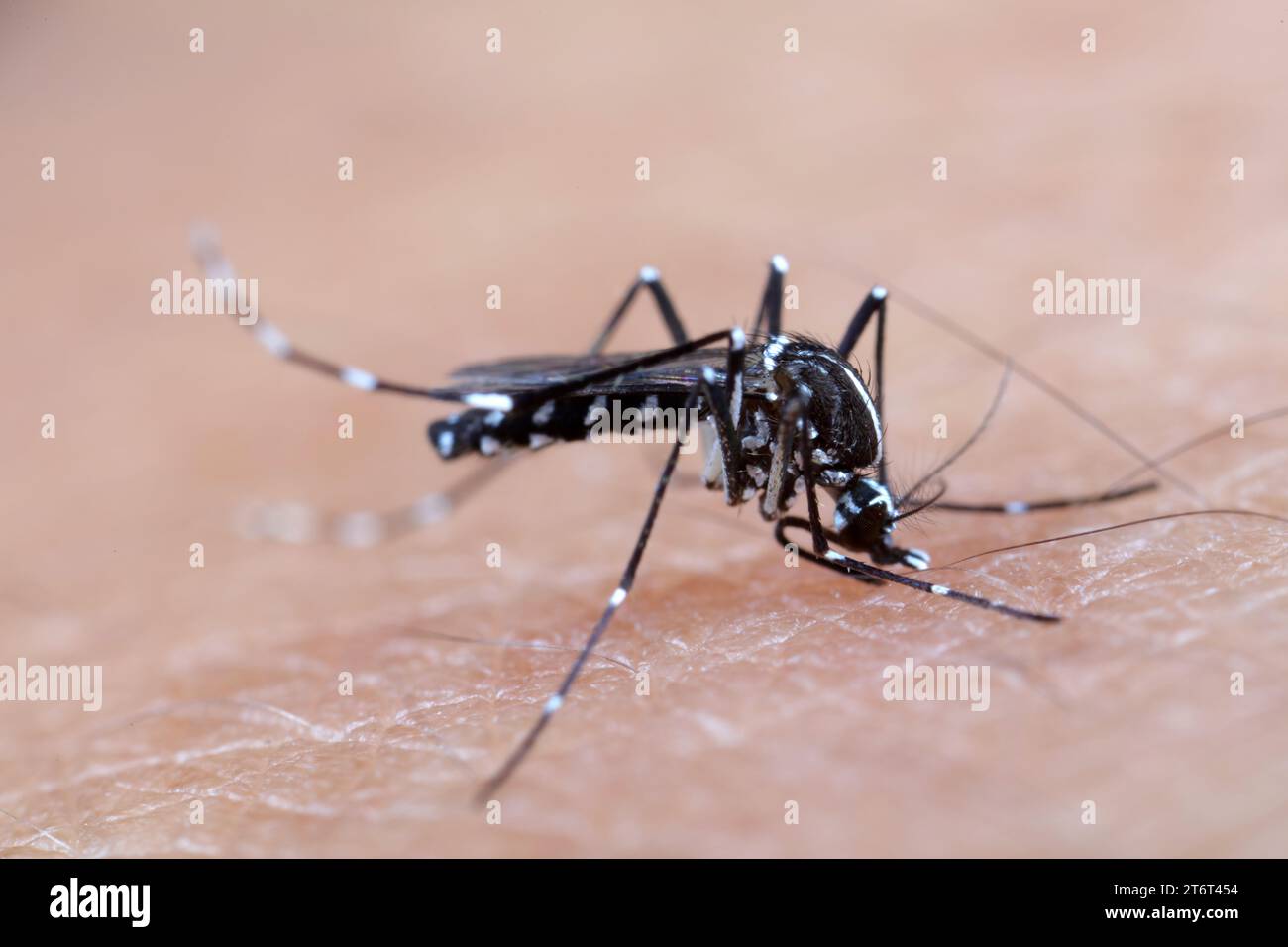 Aedes albopictus sucking blood Stock Photo - Alamy