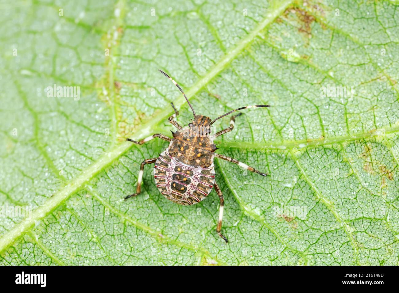 stink bug insects in natural state Stock Photo - Alamy