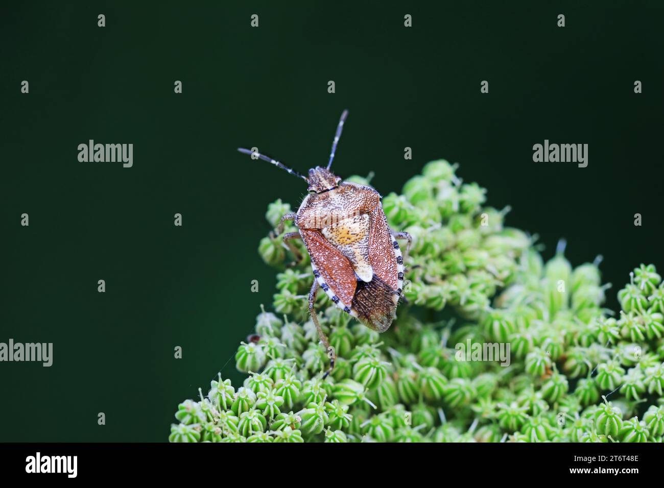 stink bug inhabit plants in North China Stock Photo - Alamy