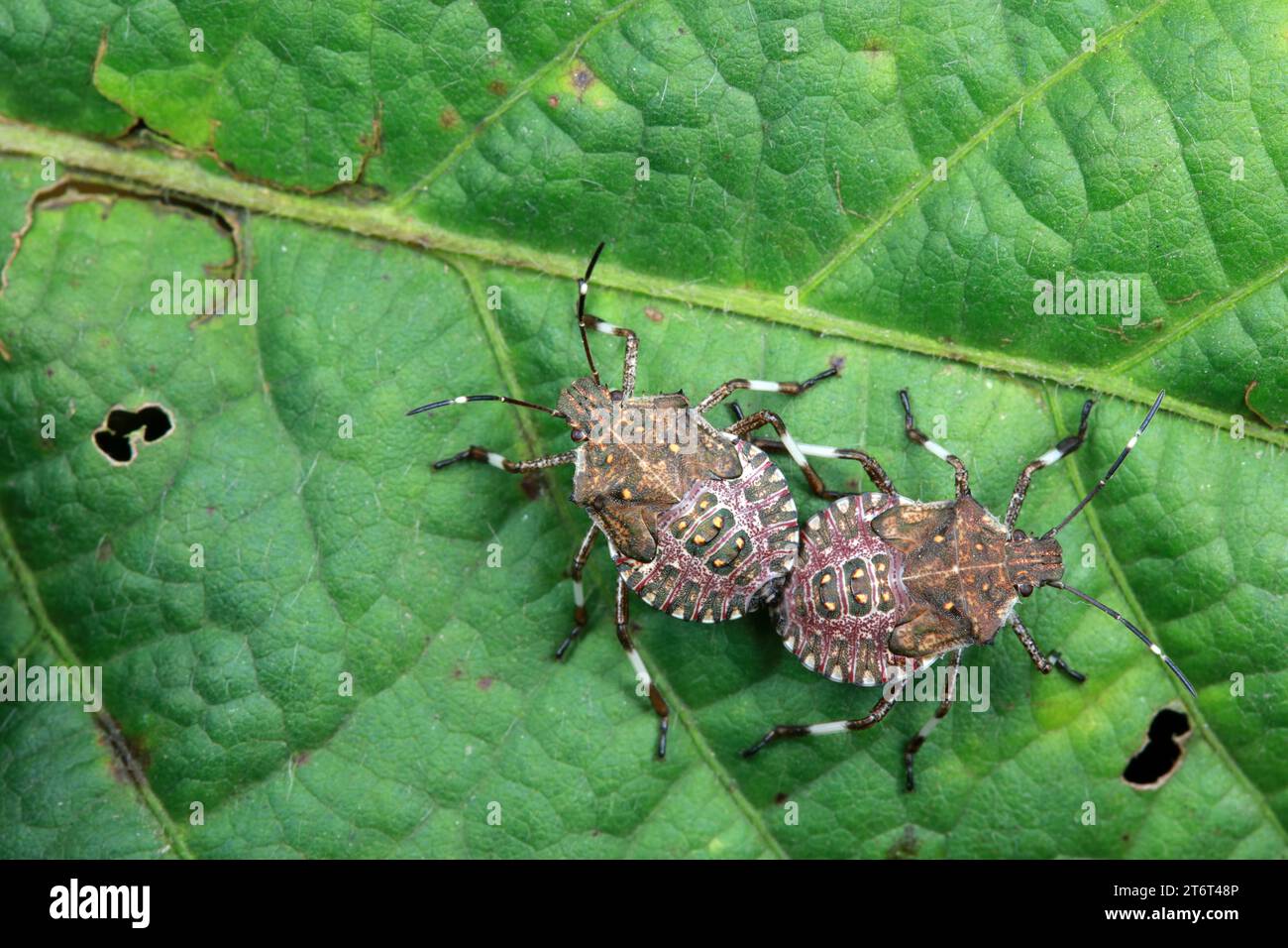 stink bug insects in natural state Stock Photo - Alamy