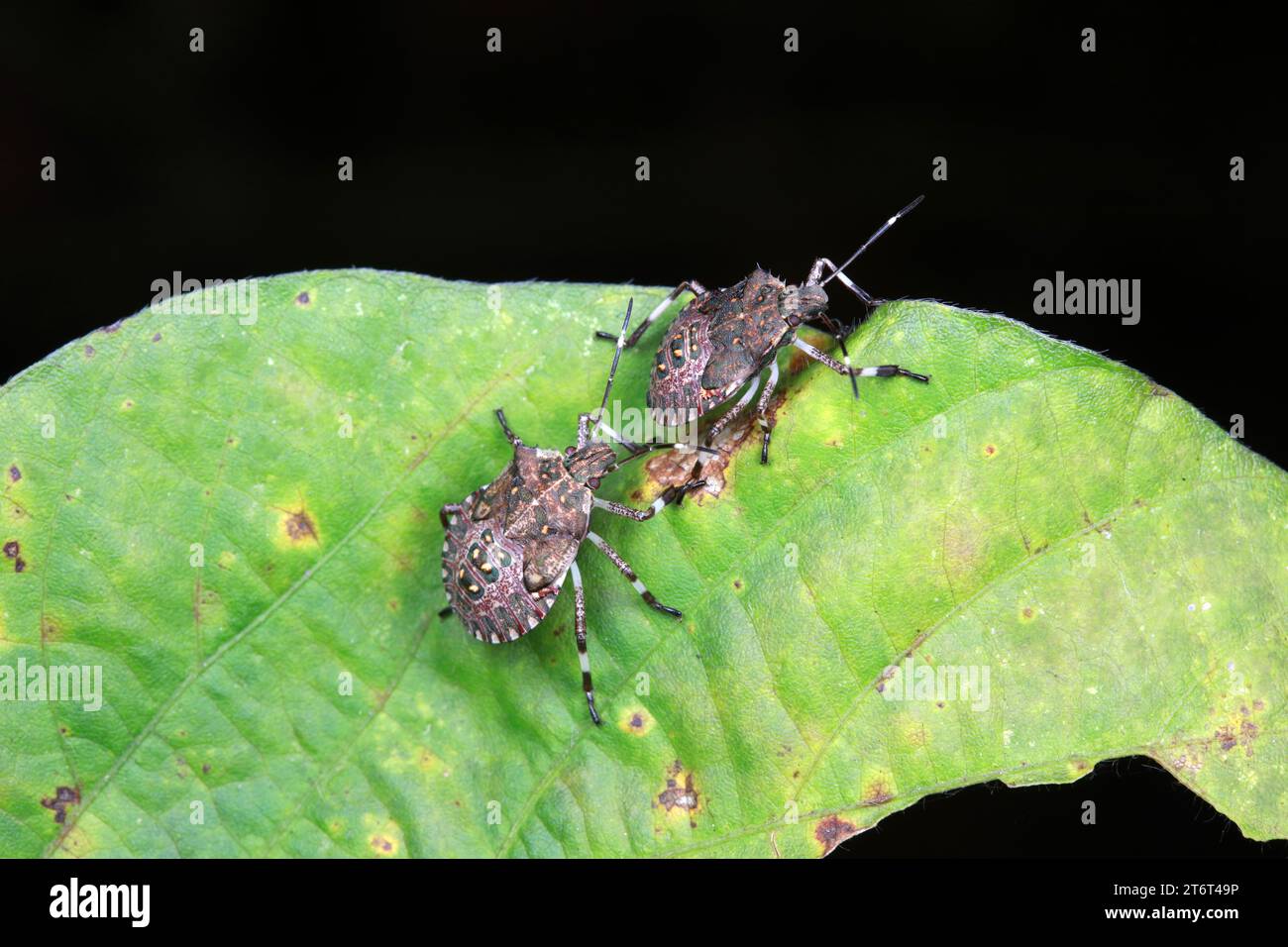 stink bug insects in natural state Stock Photo - Alamy