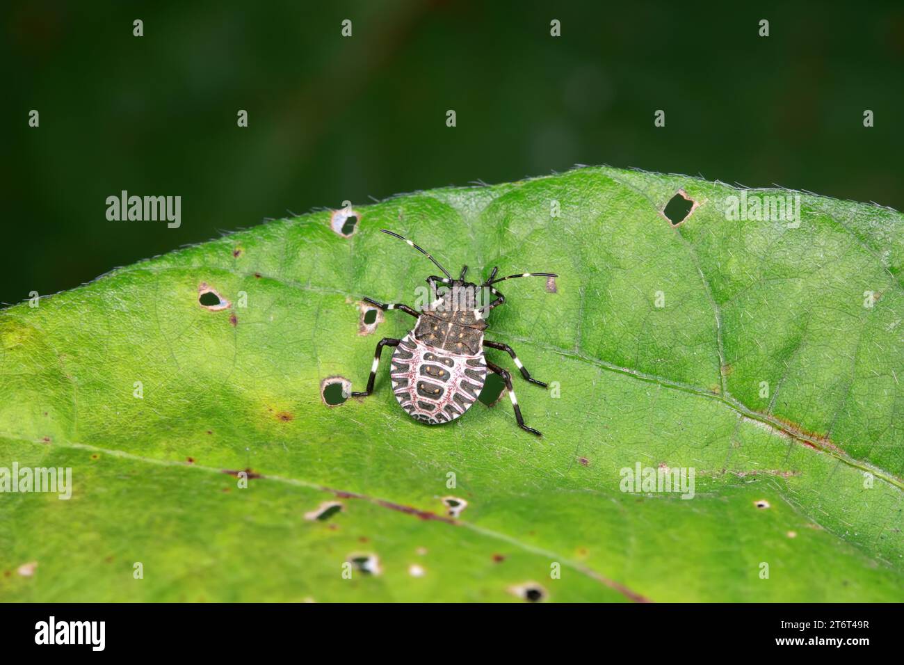 stink bug insects in natural state Stock Photo - Alamy