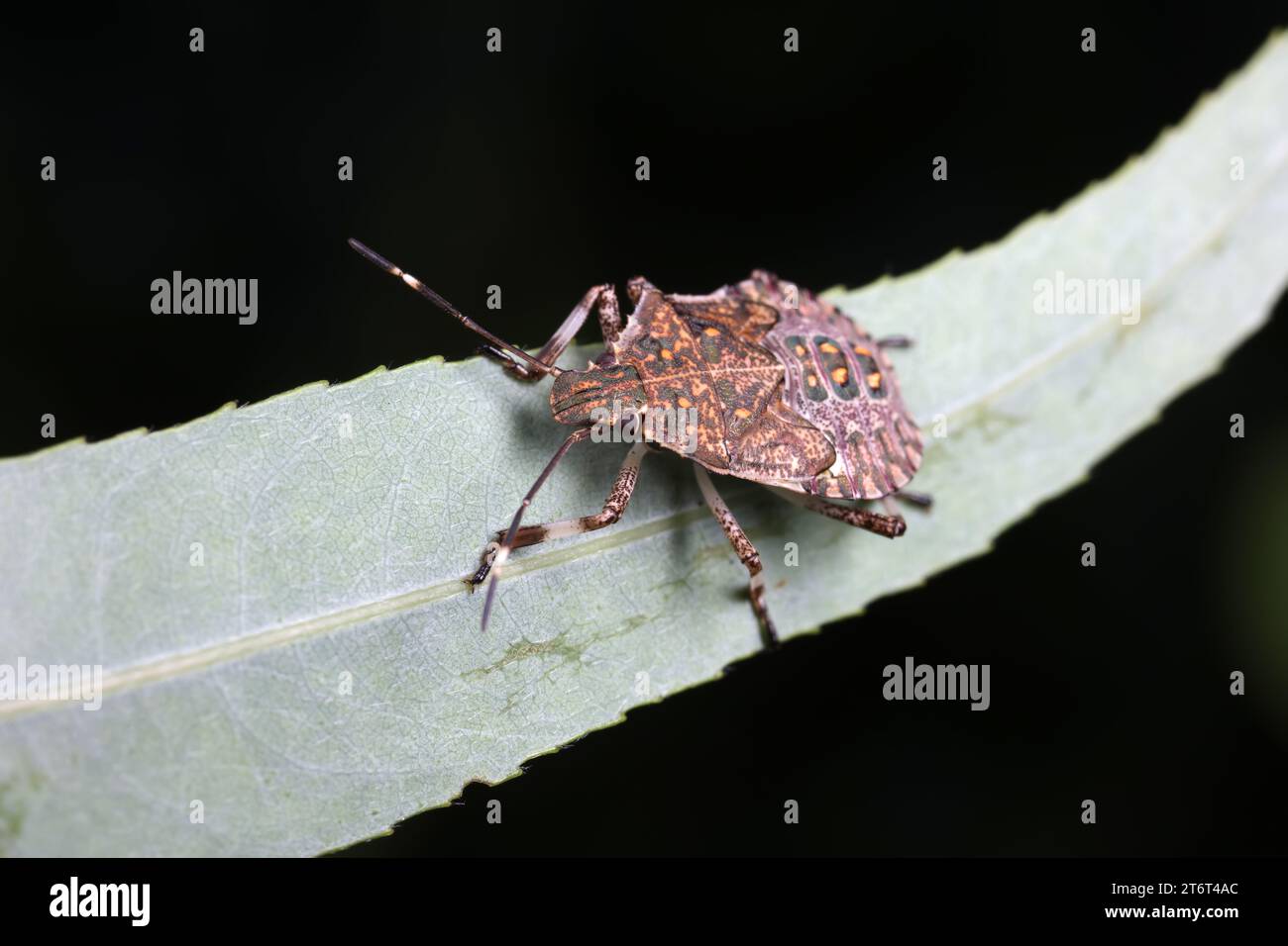 stink bug insects in natural state Stock Photo - Alamy