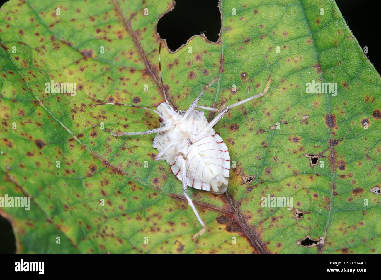 stink bug insects in natural state Stock Photo - Alamy