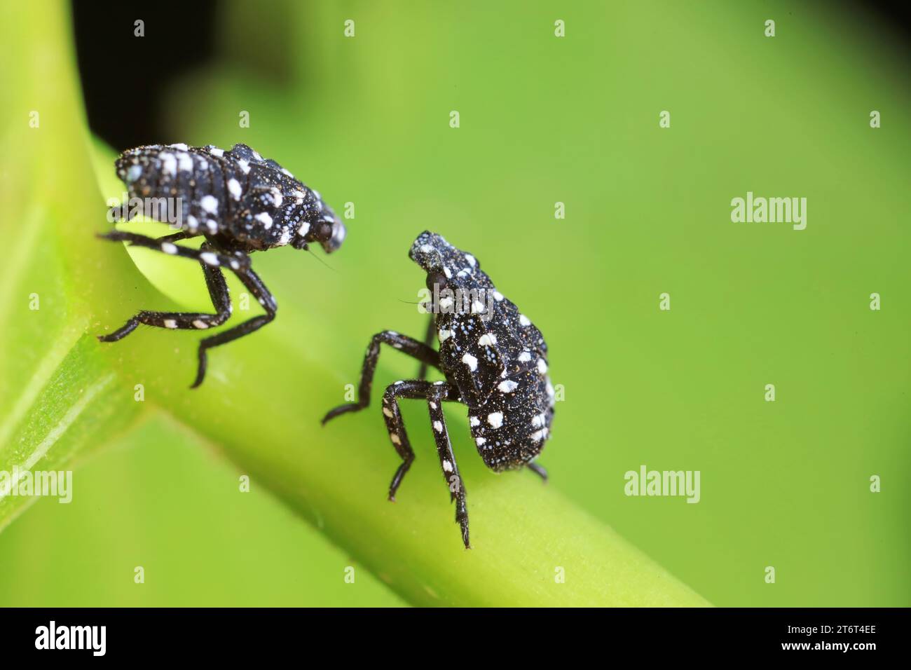 Young nymphs of lycorma delicatula, North China Stock Photo - Alamy