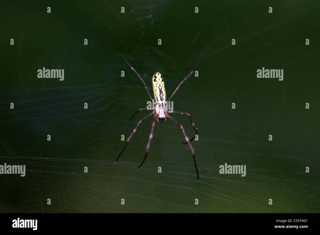 Spiders making a web hi-res stock photography and images - Alamy