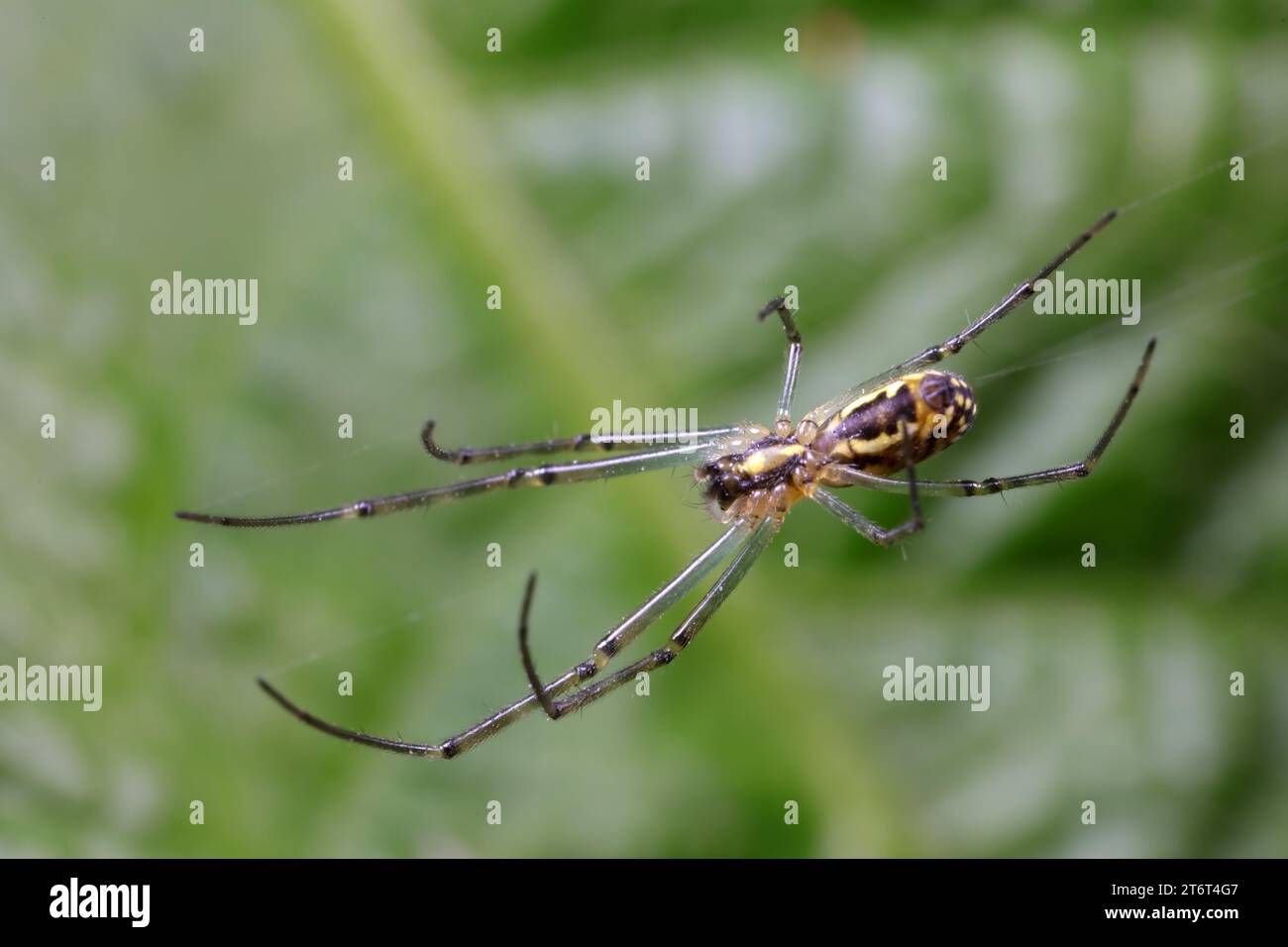 Spiders in the wild Stock Photo - Alamy