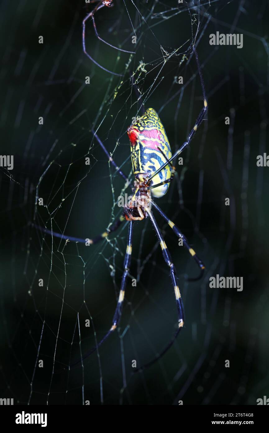 Spiders in the wild Stock Photo - Alamy
