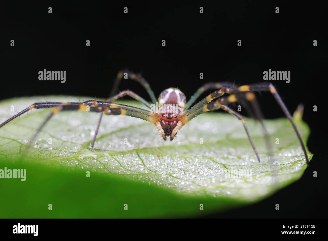 Spiders in the wild Stock Photo - Alamy