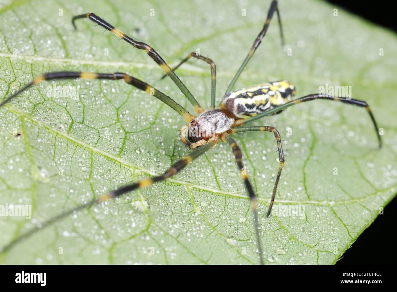Spiders in the wild Stock Photo - Alamy