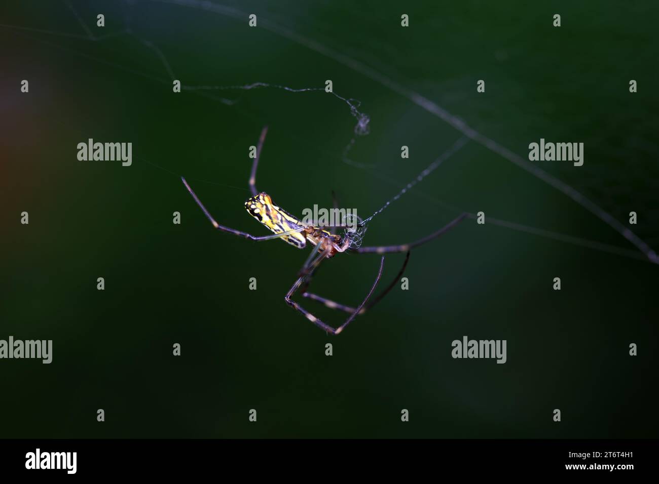 Spiders making a web hi-res stock photography and images - Alamy