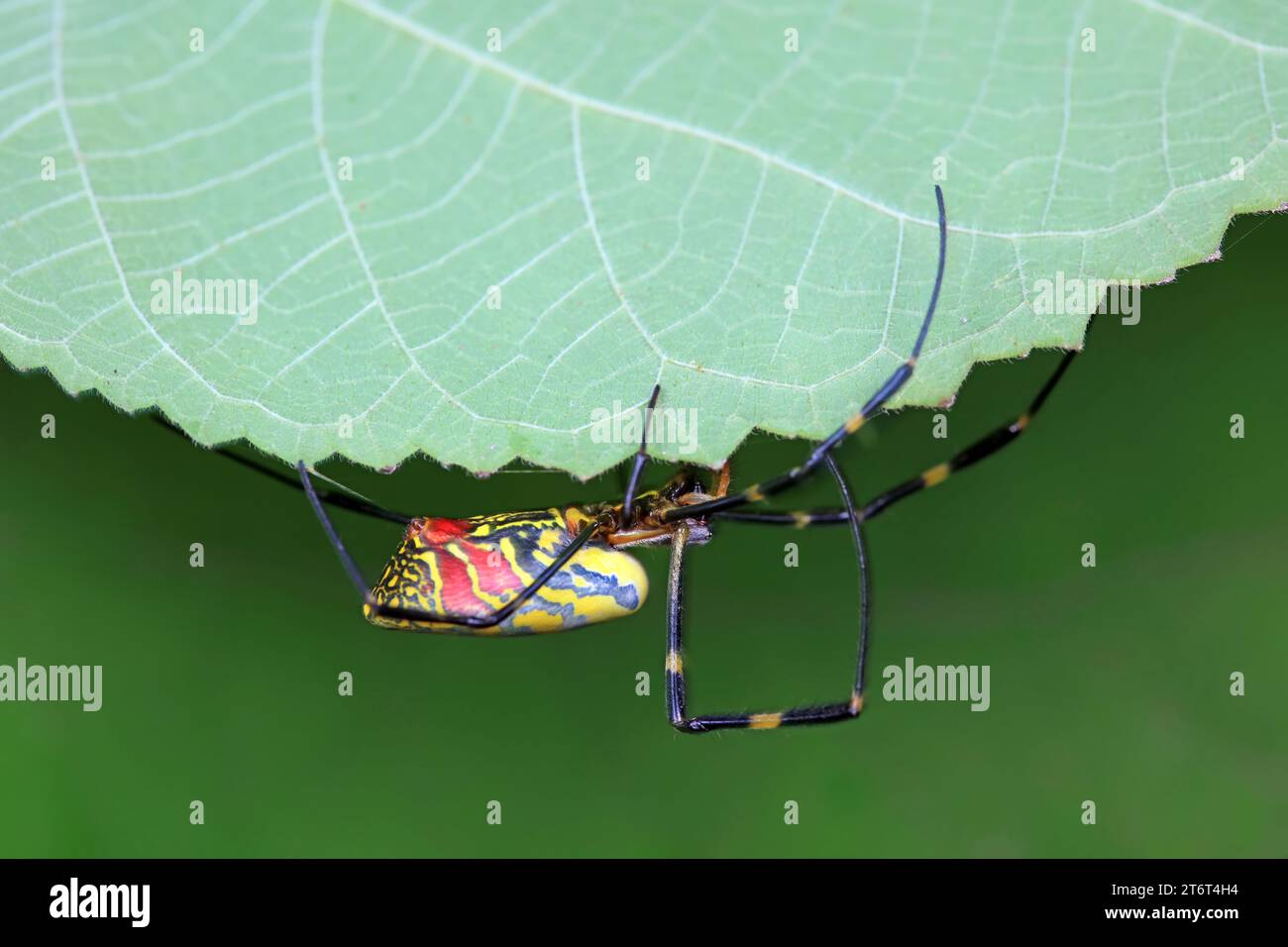 Spiders on green leaves, North China Stock Photo - Alamy