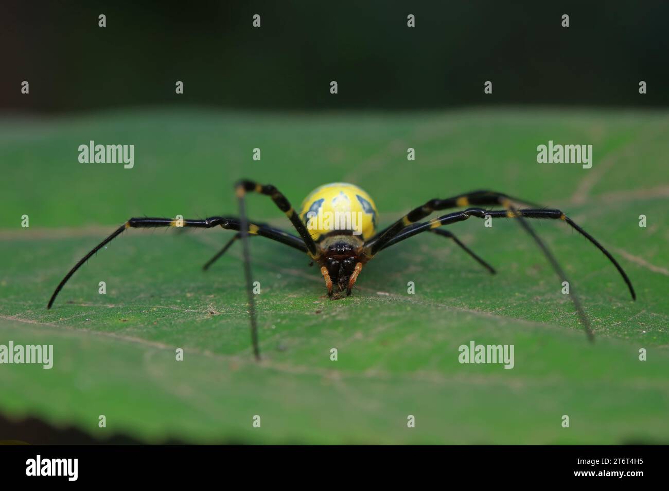 Spiders on green leaves, North China Stock Photo - Alamy