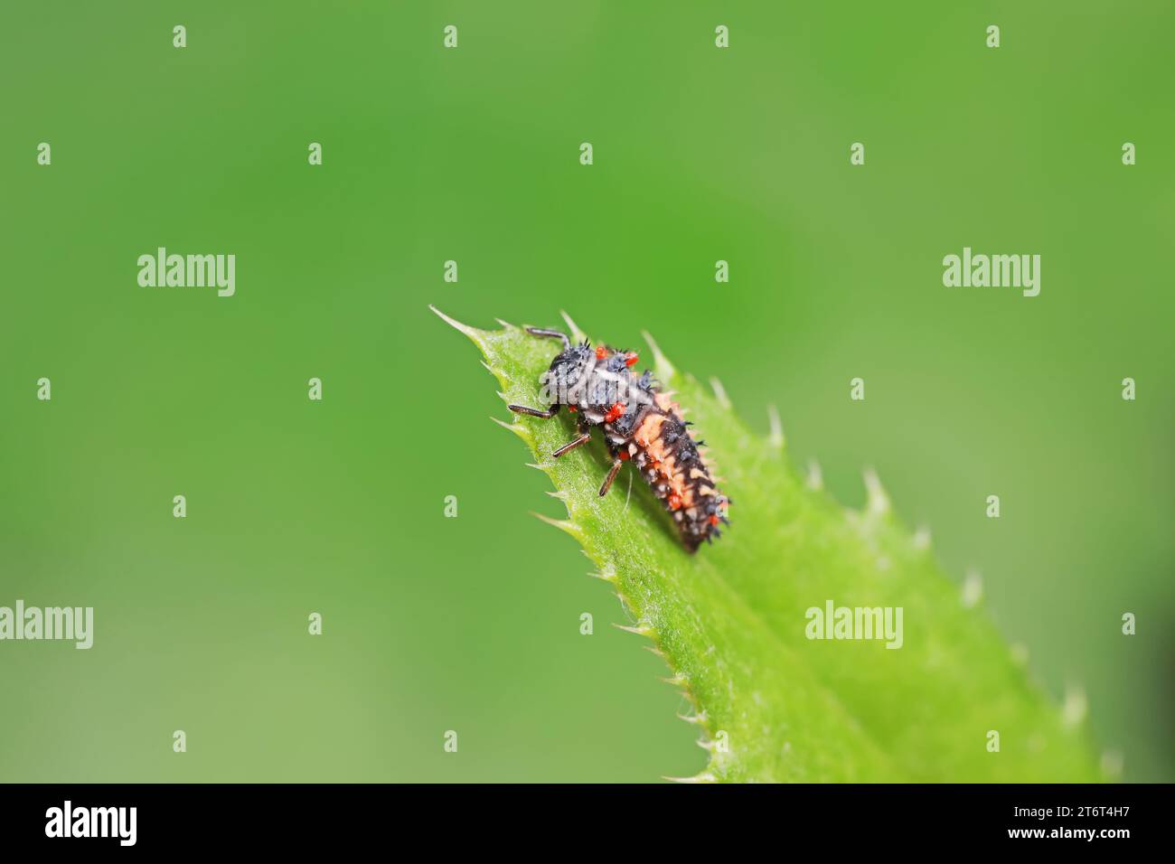 Ladybug larvae parasitized by mites on leaves, North China Stock Photo ...