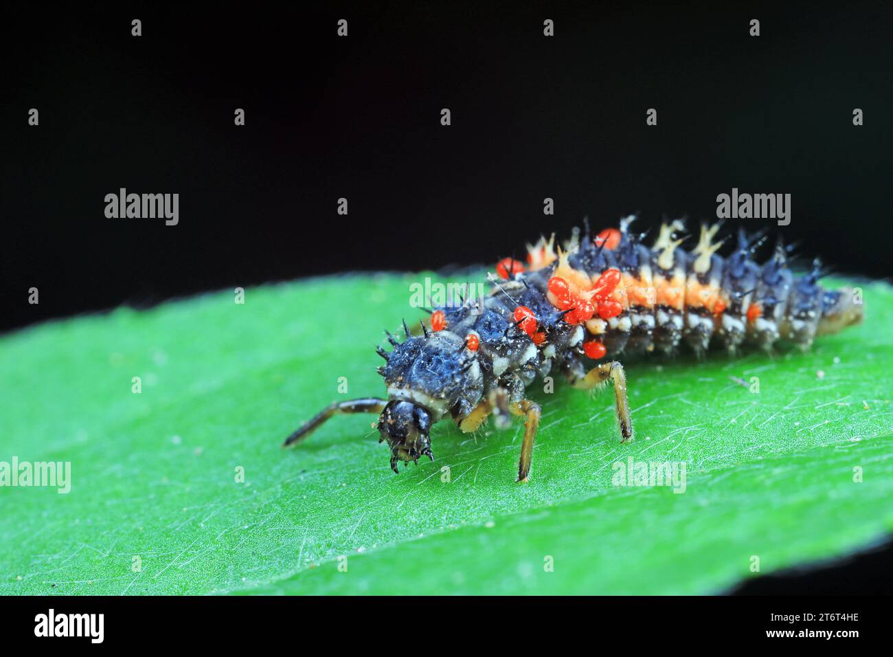 Ladybug larvae parasitized by mites on leaves, North China Stock Photo ...