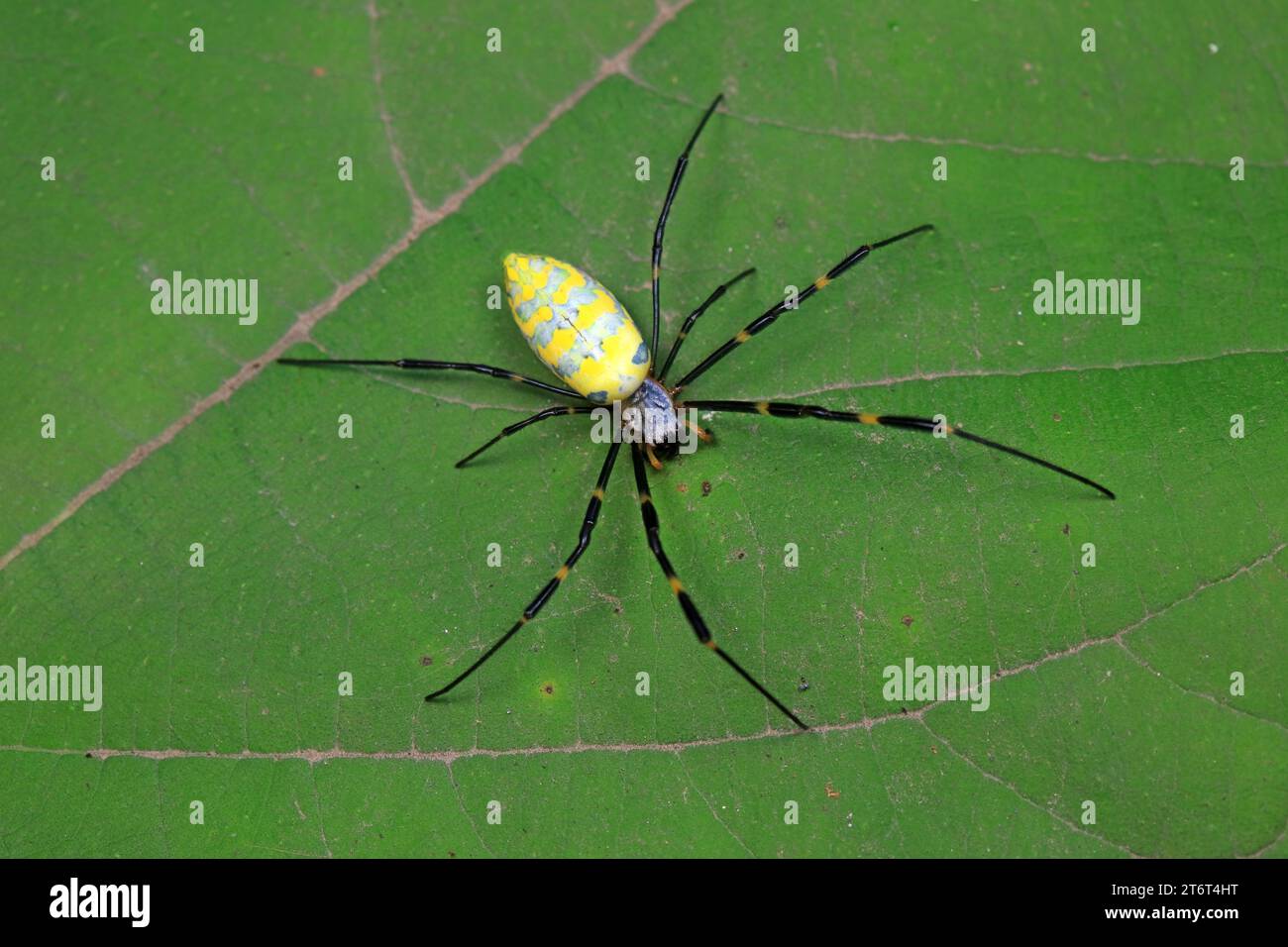 Spiders on green leaves, North China Stock Photo - Alamy