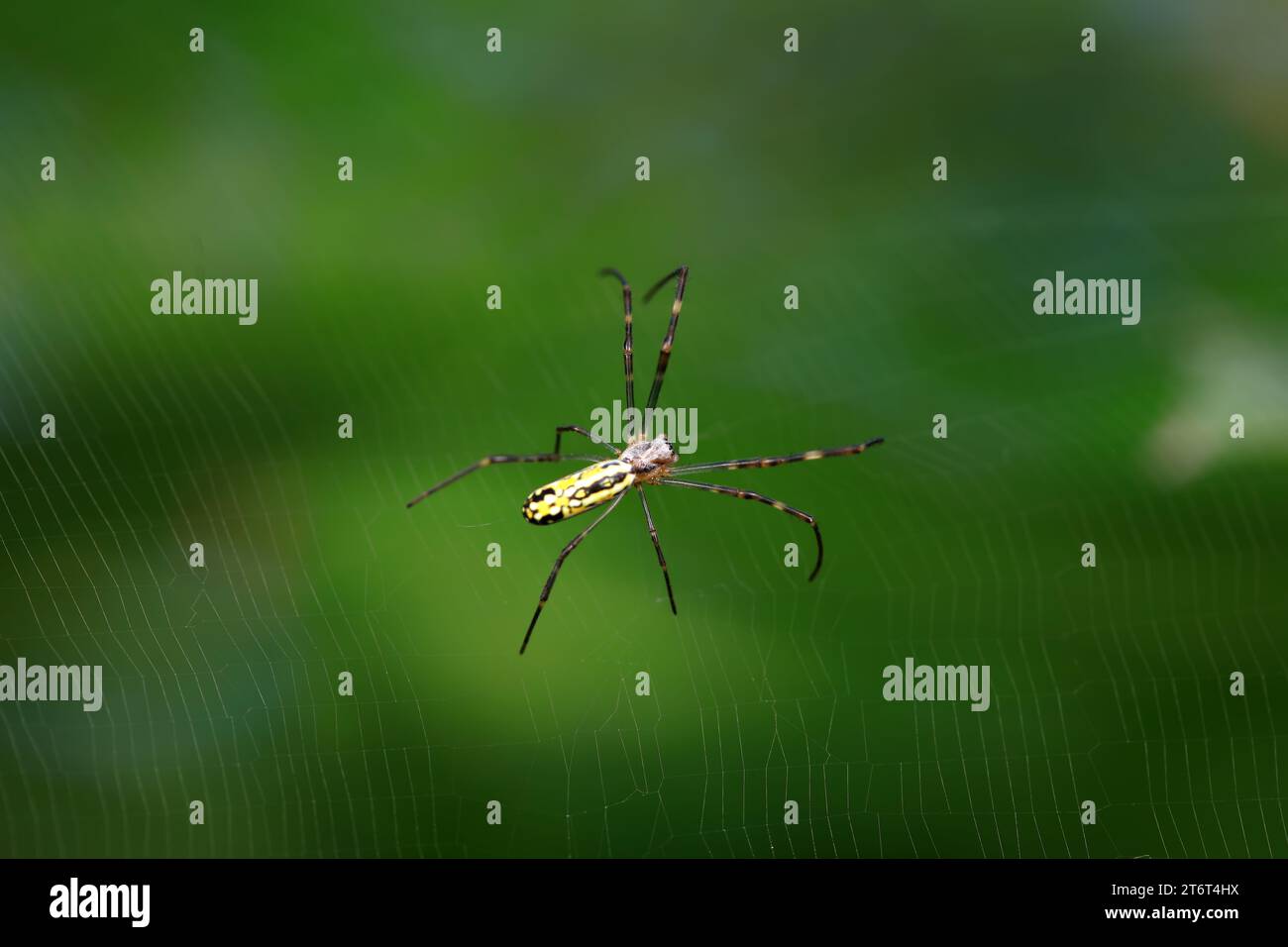 Spiders making a web hi-res stock photography and images - Alamy