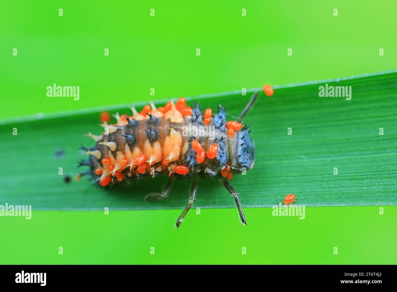 Ladybug larvae parasitized by mites on leaves, North China Stock Photo ...