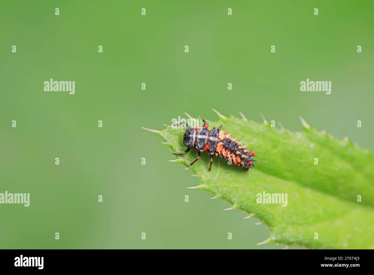 Ladybug larvae parasitized by mites on leaves, North China Stock Photo ...