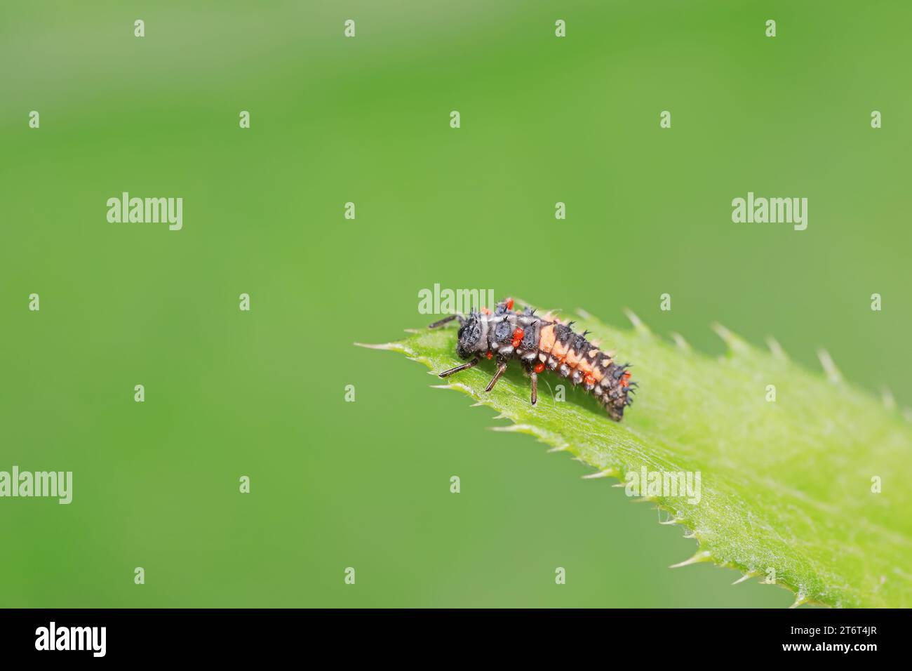 Ladybug larvae parasitized by mites on leaves, North China Stock Photo ...