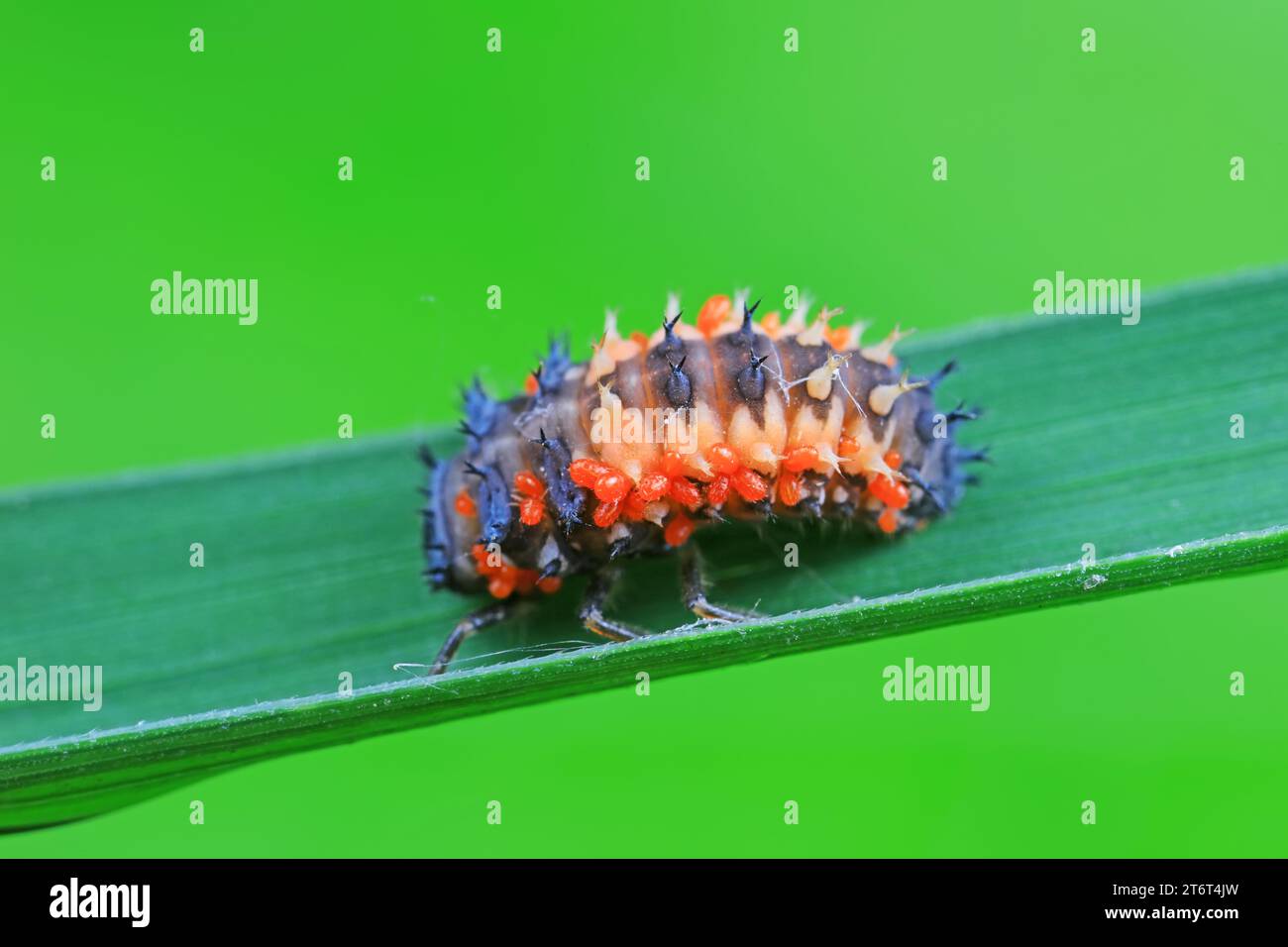 Ladybug larvae parasitized by mites on leaves, North China Stock Photo ...