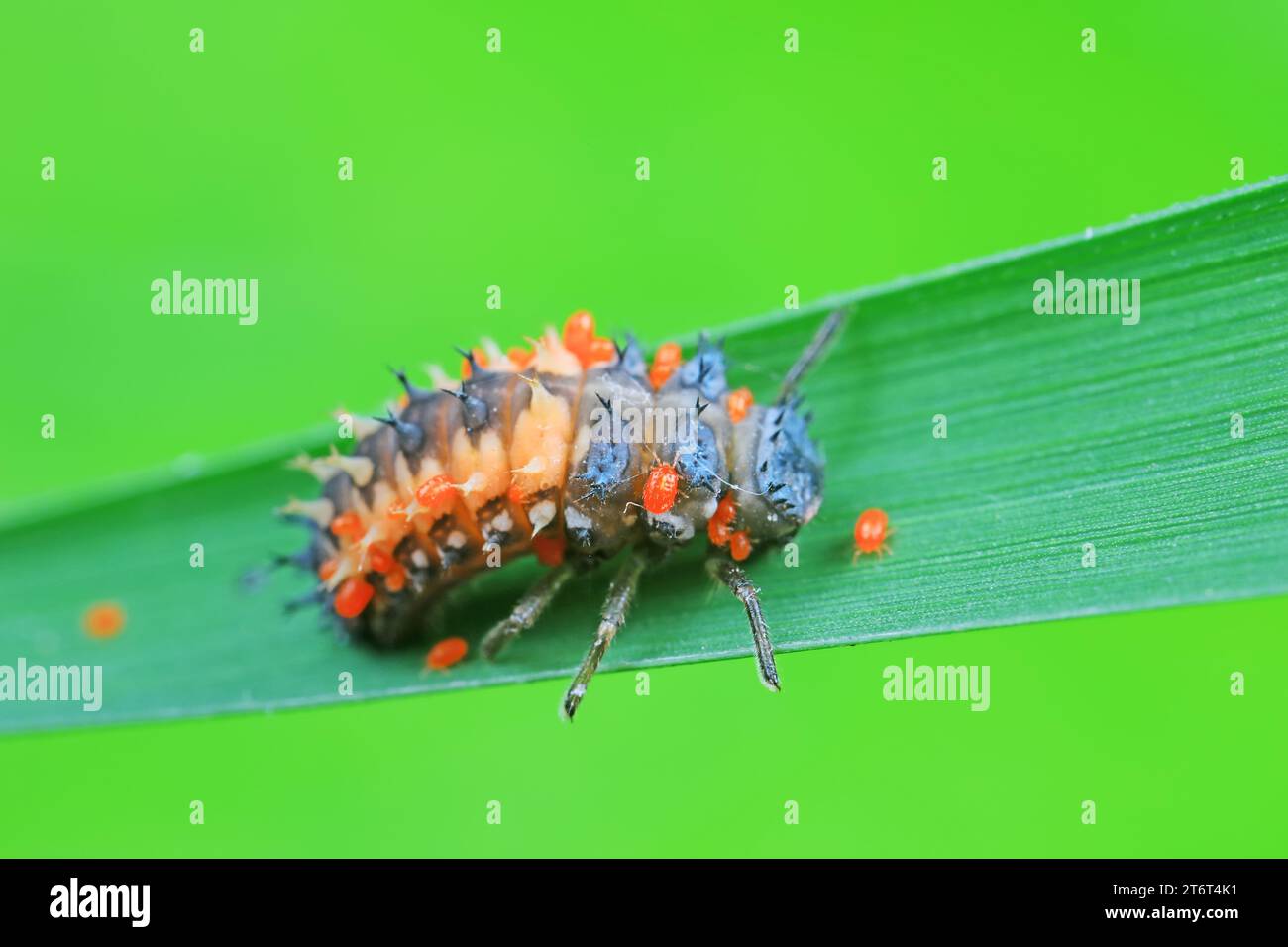 Ladybug larvae parasitized by mites on leaves, North China Stock Photo ...