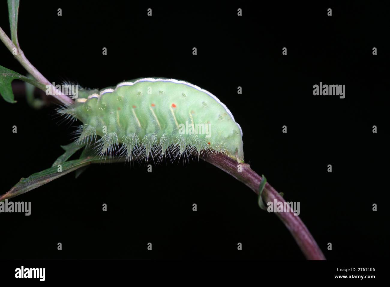 Echinococcus compressa Larva Stock Photo - Alamy