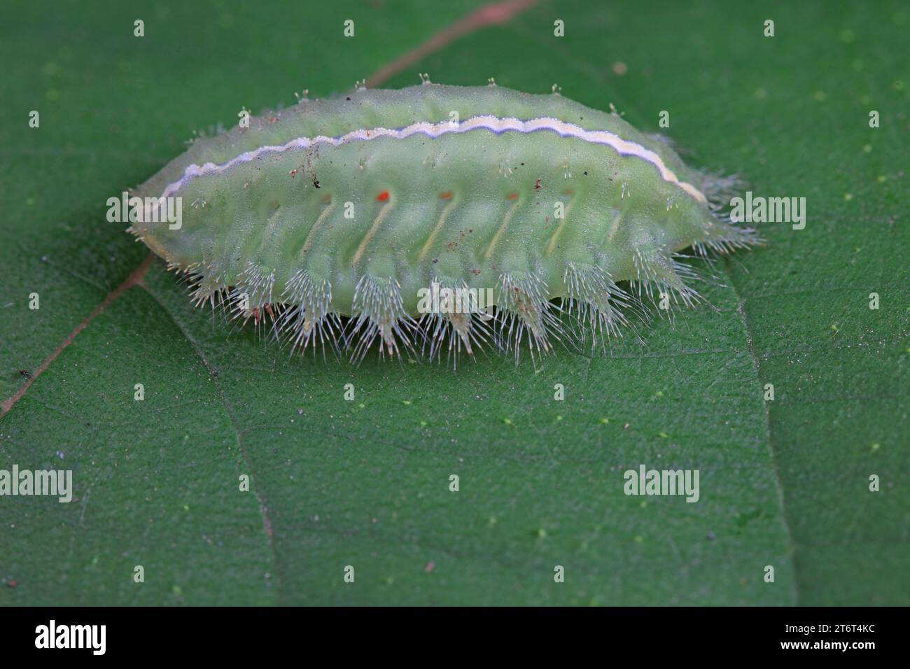 Echinococcus compressa Larva Stock Photo - Alamy