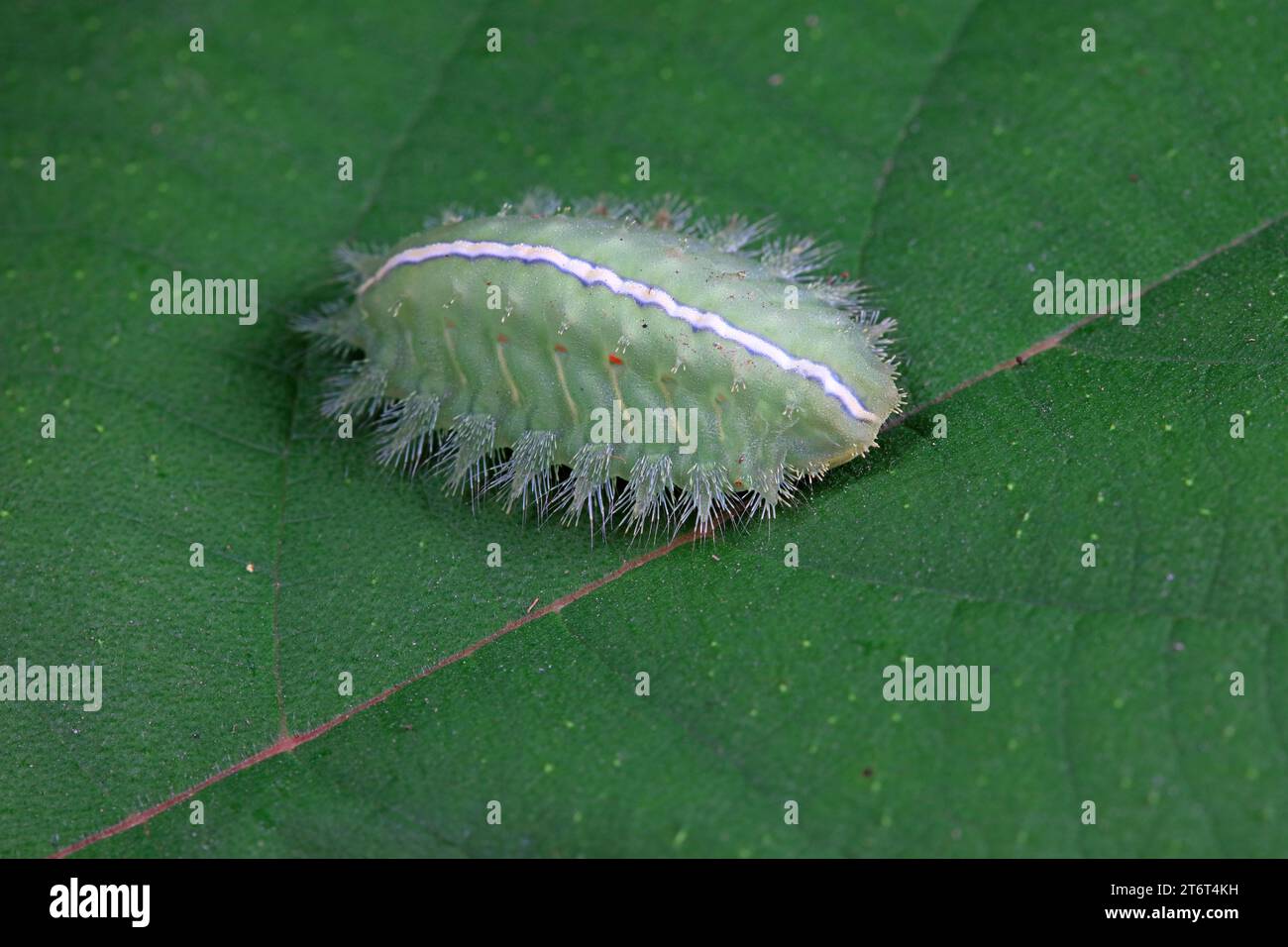 Echinococcus compressa Larva Stock Photo - Alamy
