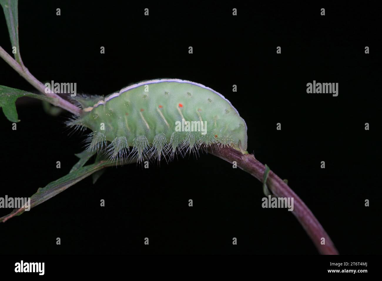 Echinococcus compressa Larva Stock Photo - Alamy
