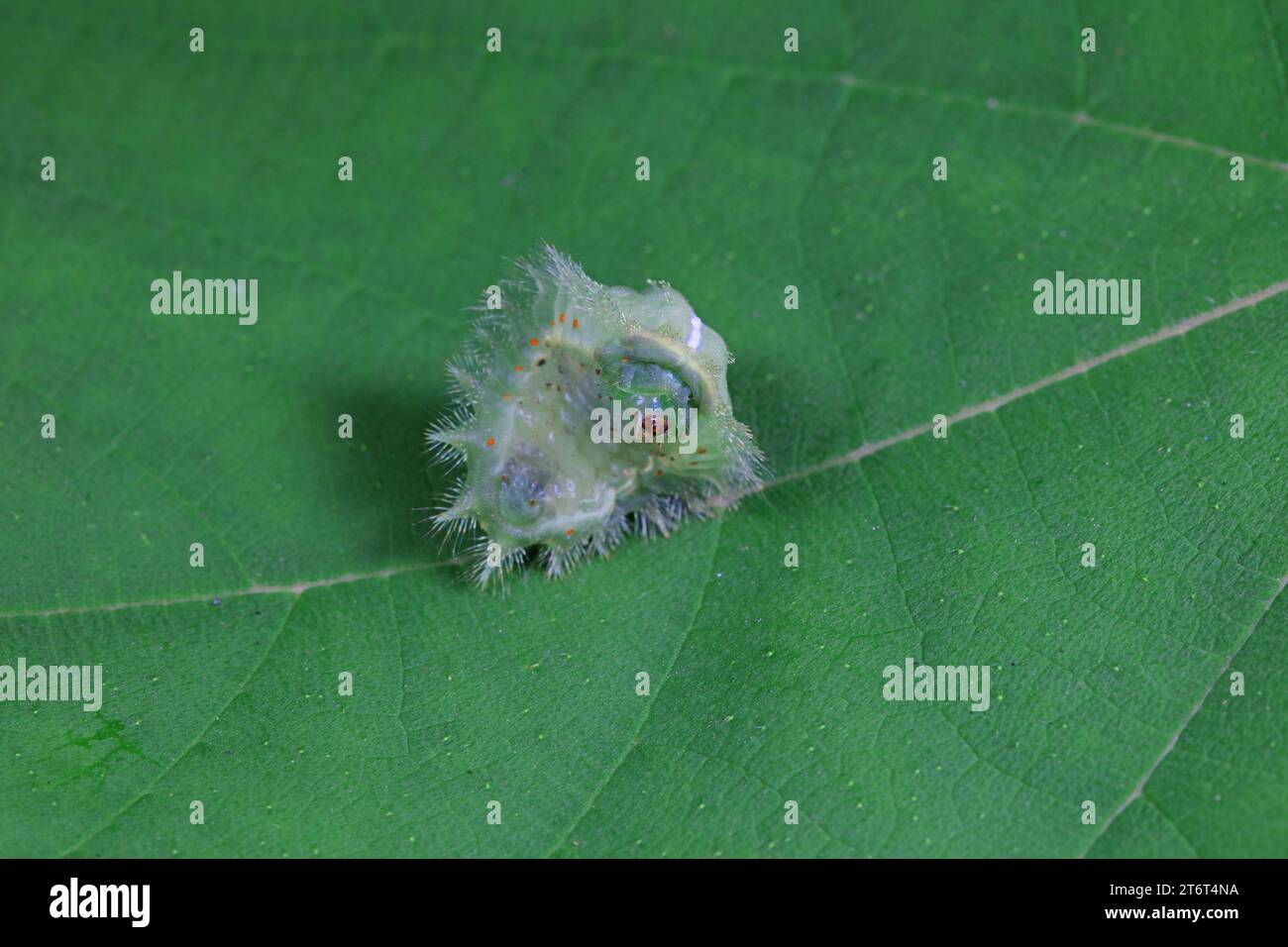Echinococcus compressa Larva Stock Photo - Alamy