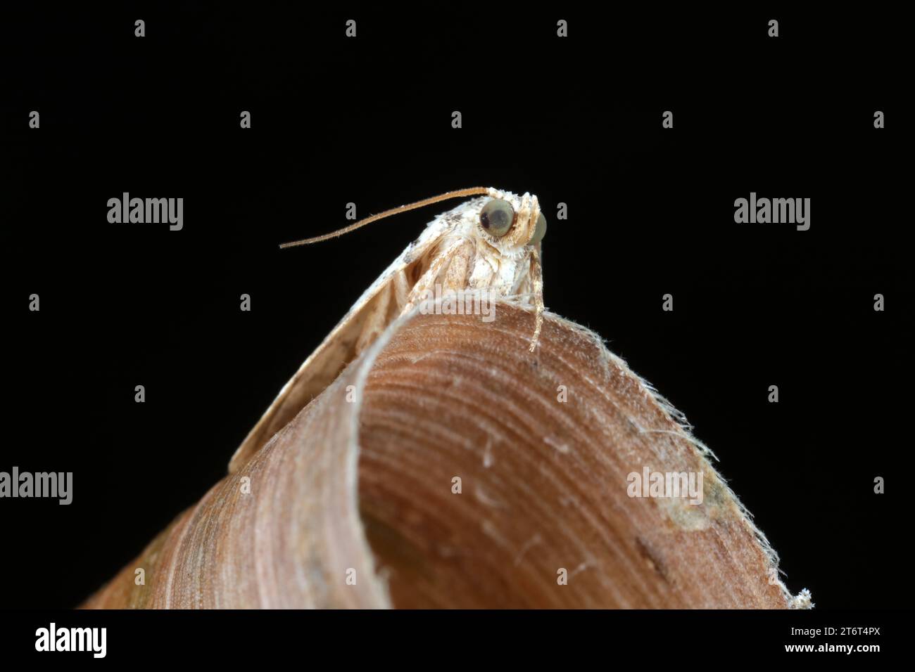 Moth insects inhabit nature Stock Photo - Alamy