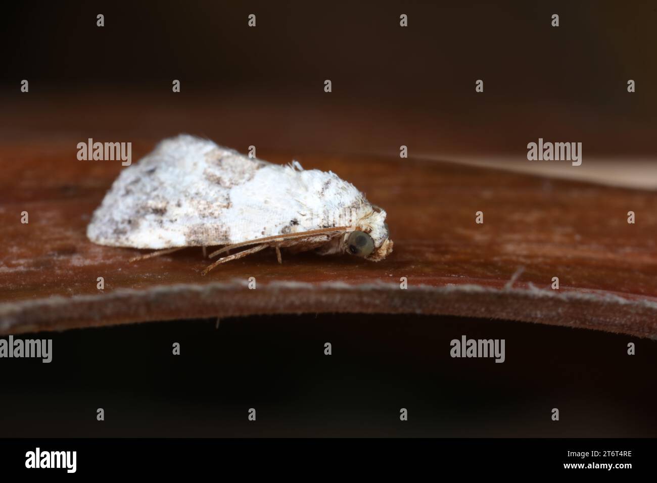 Moth insects inhabit nature Stock Photo - Alamy